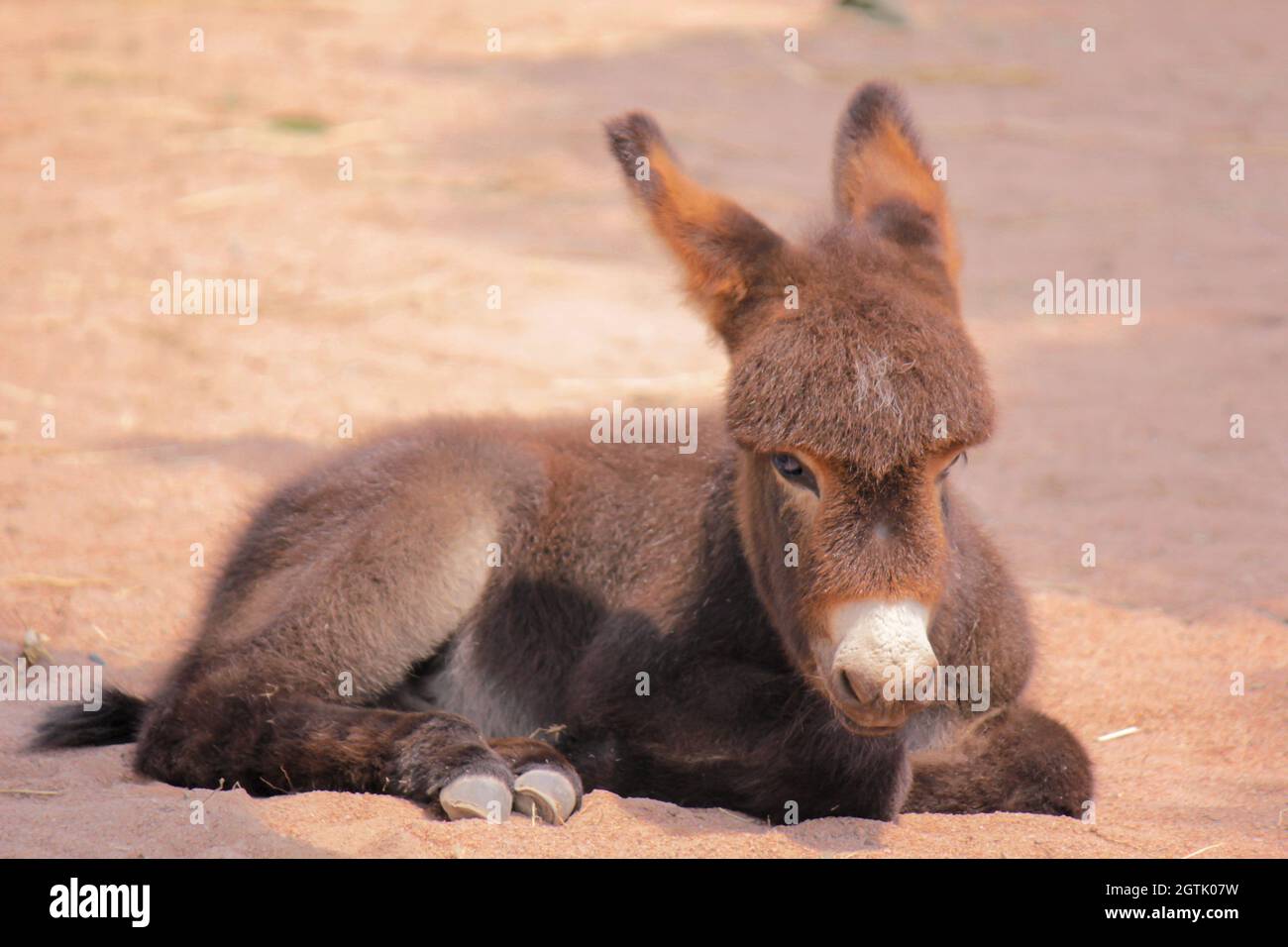 Mule's Head High Resolution Stock Photography and Images - Alamy