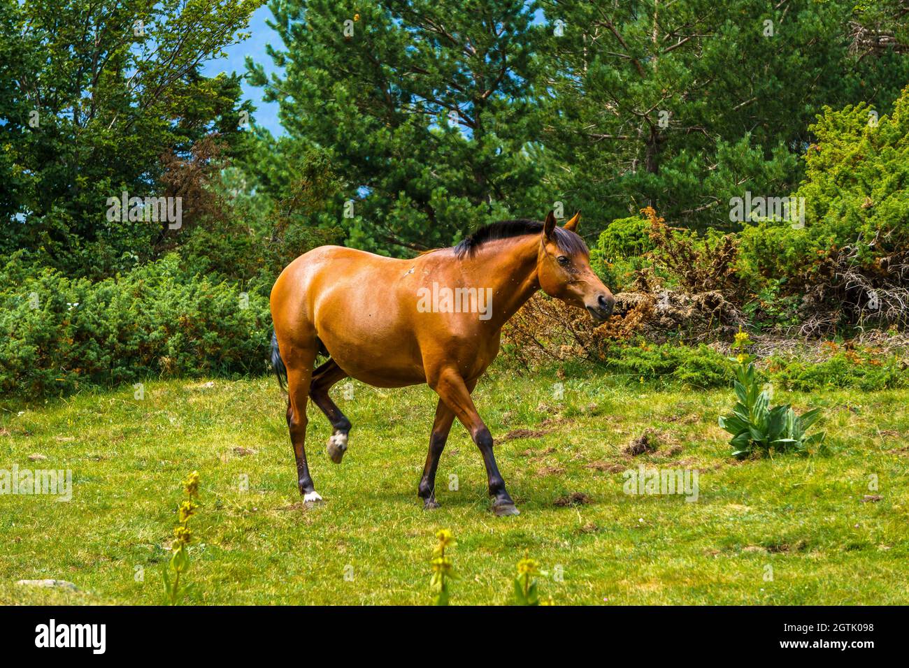 Liver chestnut horse hi-res stock photography and images - Alamy