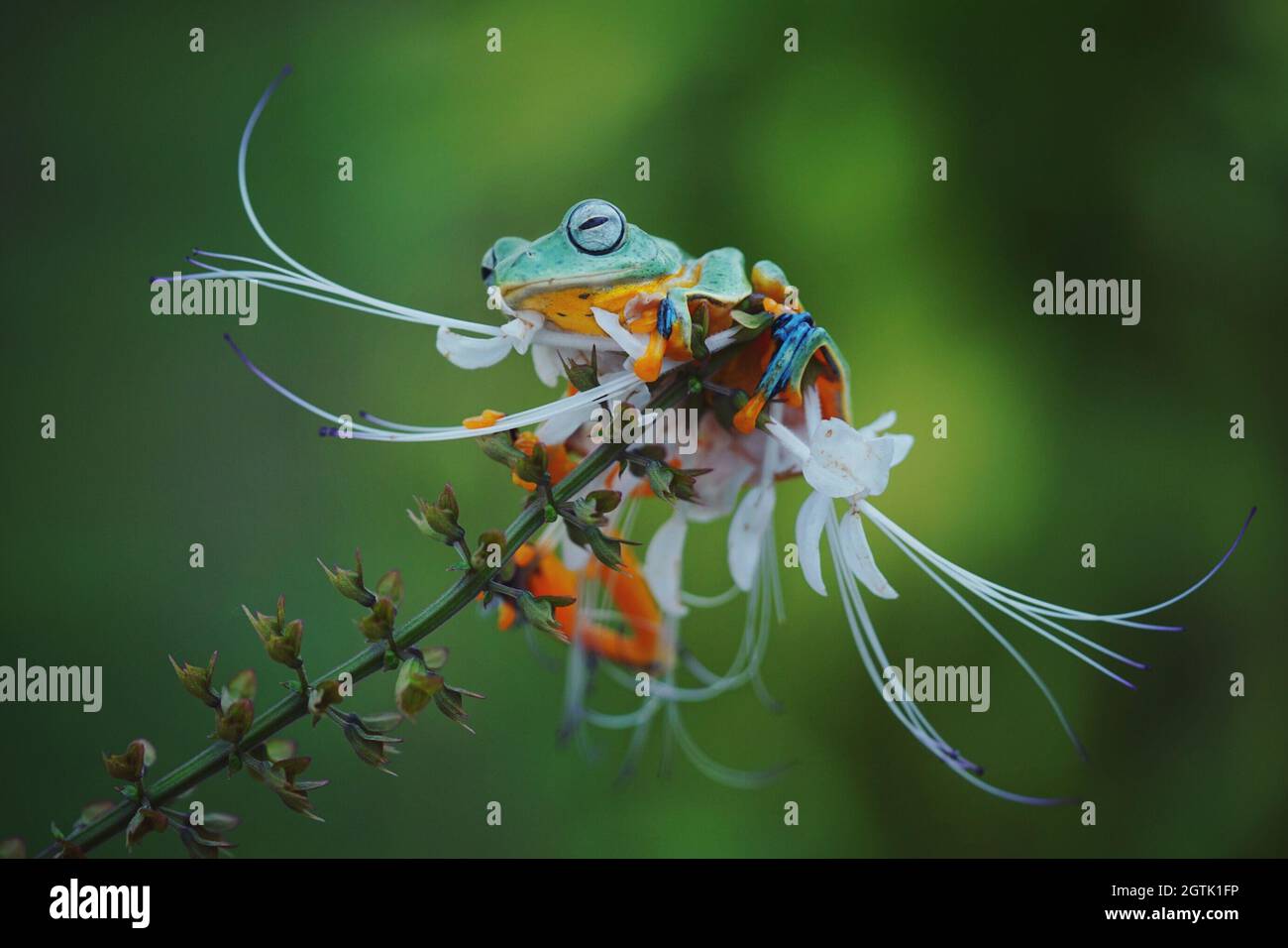 Blue webbed flying frog hi-res stock photography and images - Alamy