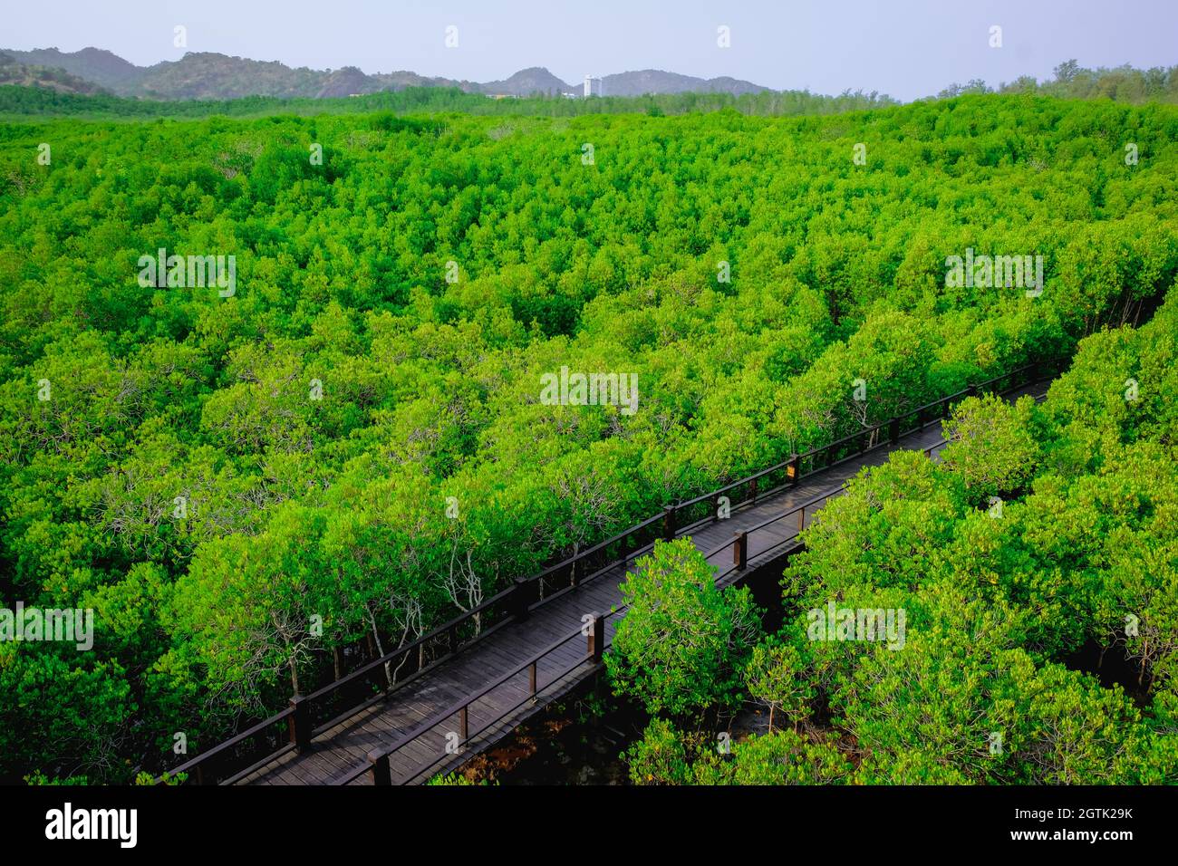 Tea mangrove flower hi-res stock photography and images - Alamy