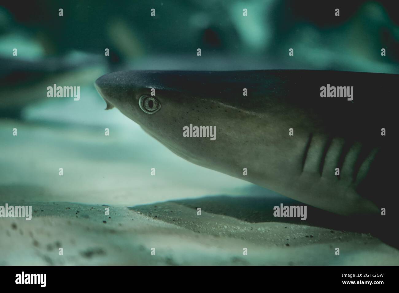 Great white shark in tank hi-res stock photography and images - Alamy