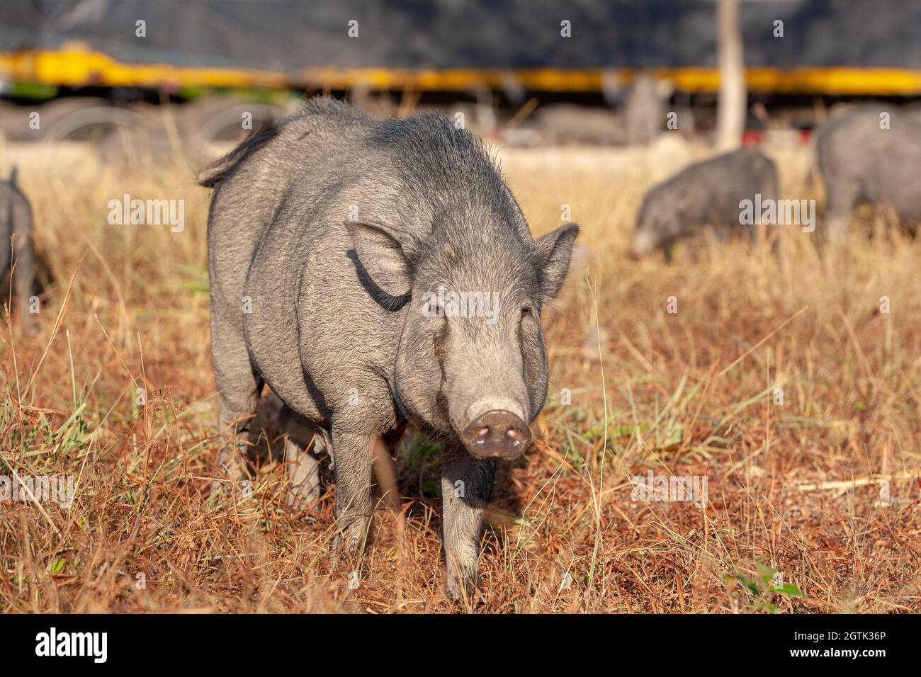 Wild Pigs In The City Of Phuket, Thailand Stock Photo - Alamy