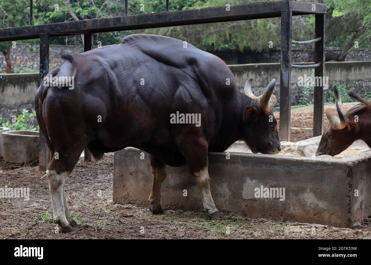 Muscle cow hi-res stock photography and images - Alamy