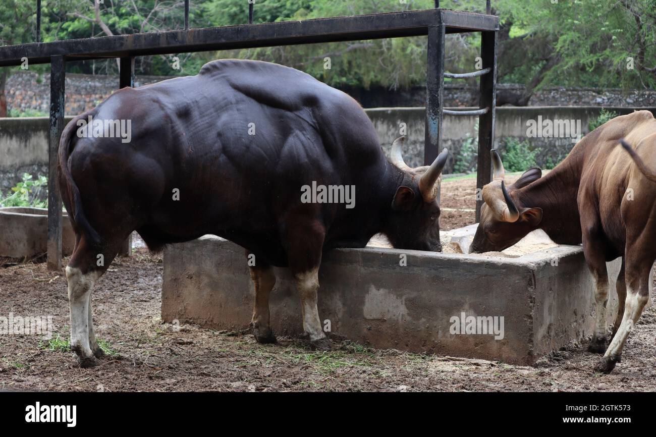 Muscled cow hi-res stock photography and images - Alamy
