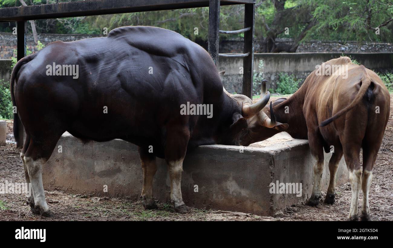 Muscled cow hi-res stock photography and images - Alamy