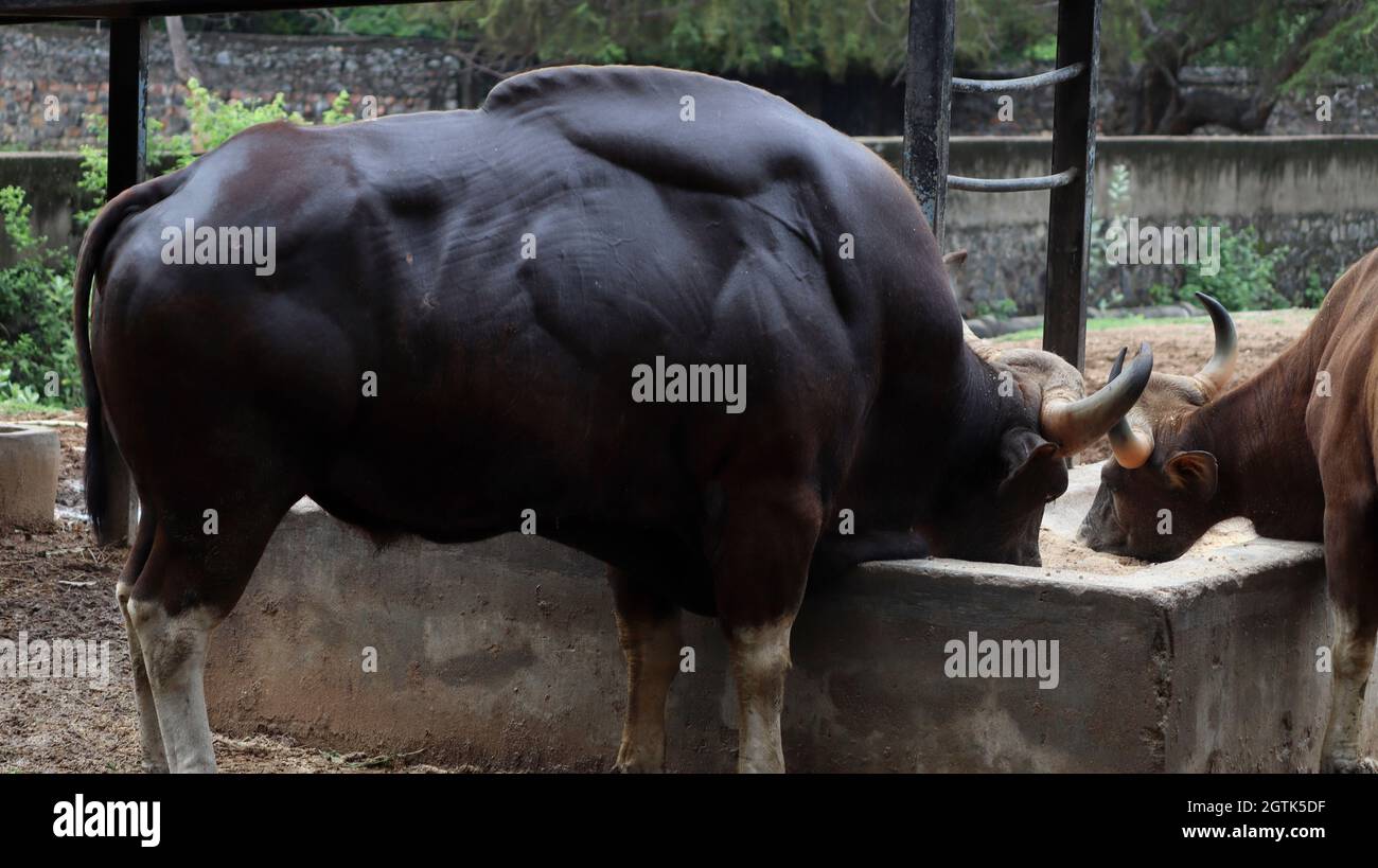 Muscled cow hi-res stock photography and images - Alamy