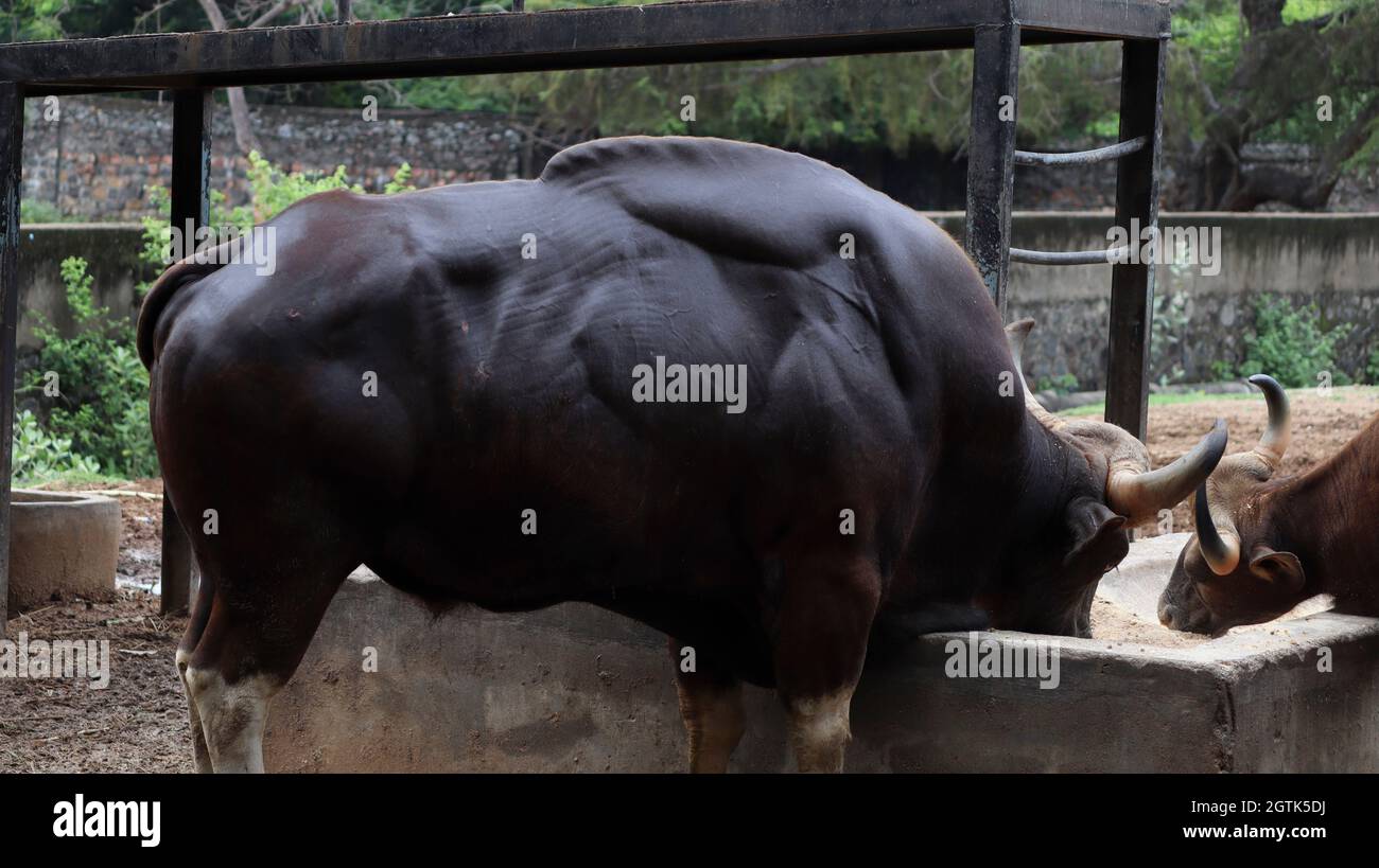 Bull Beast Male Cow High Resolution Stock Photography and Images - Alamy