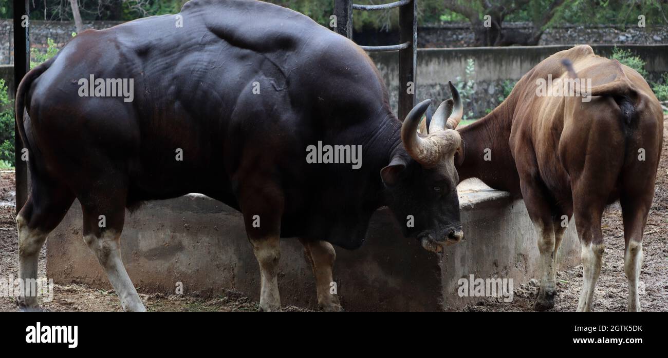 Muscled animal hi-res stock photography and images - Alamy