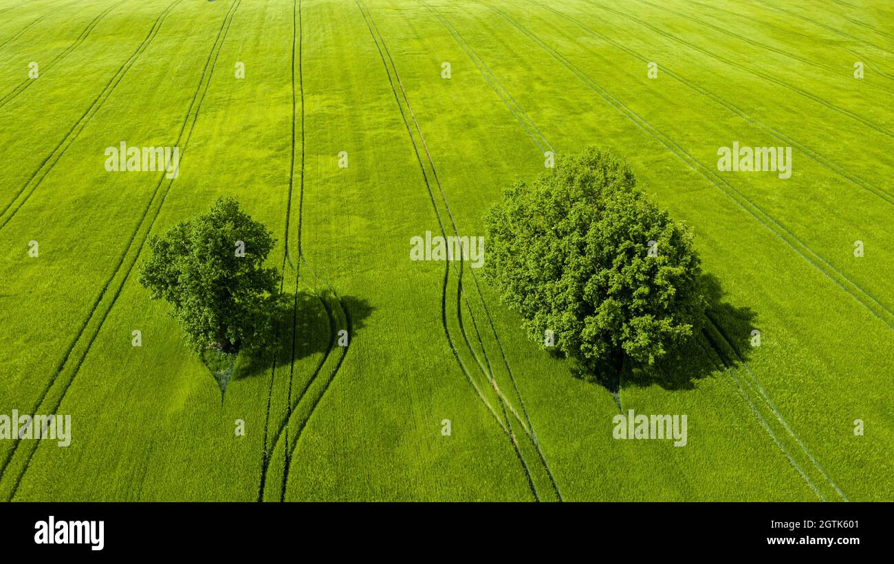 Two trees one in shadow one in light hi-res stock photography and ...