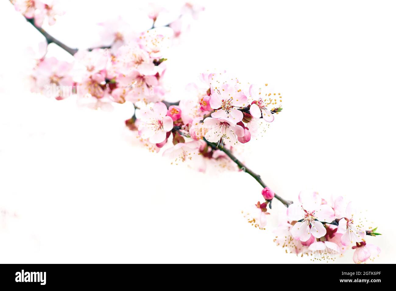 Blurred soft pink blue Cut Out Stock Images & Pictures - Alamy