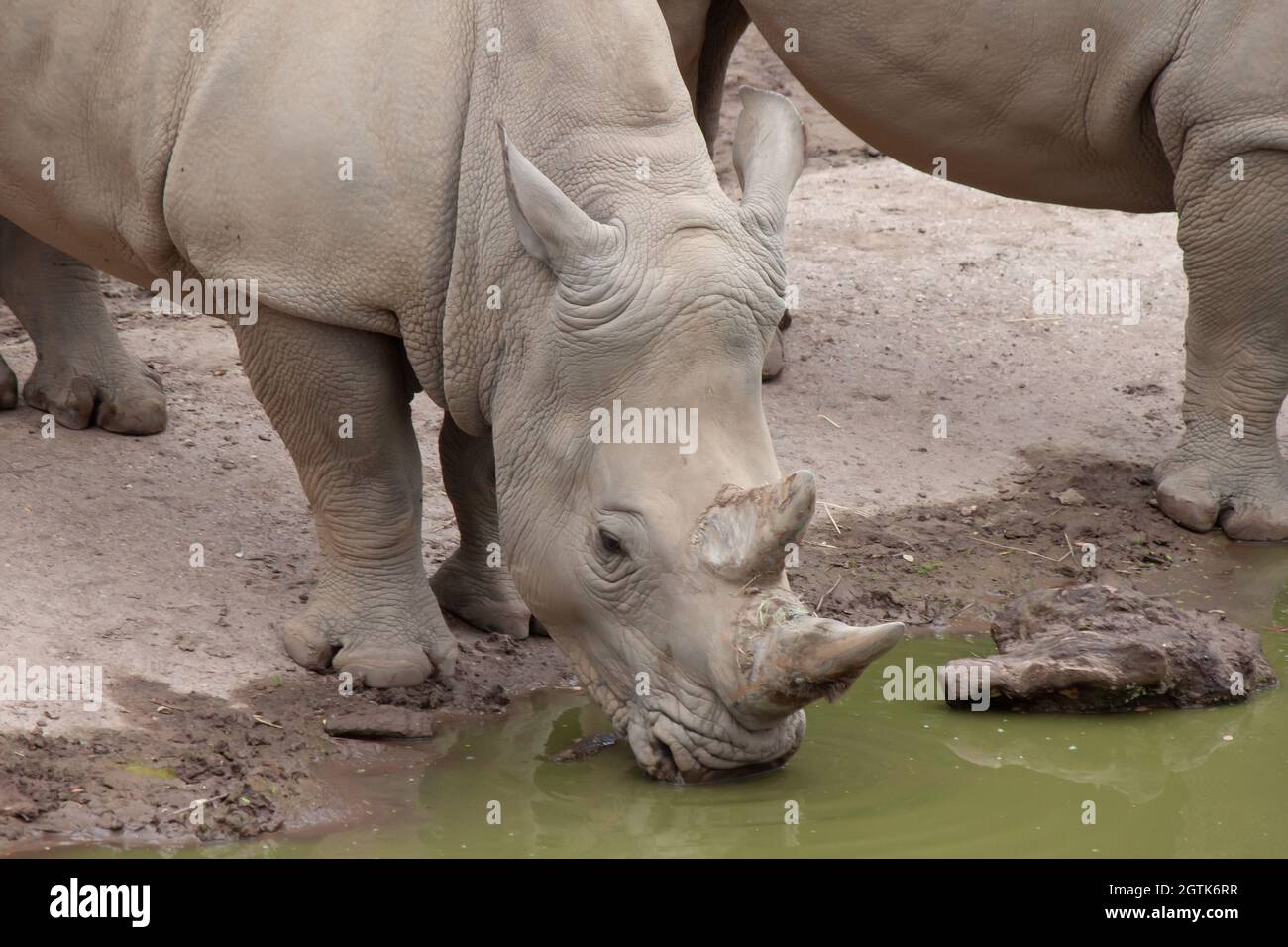 Mucky soil hi-res stock photography and images - Alamy