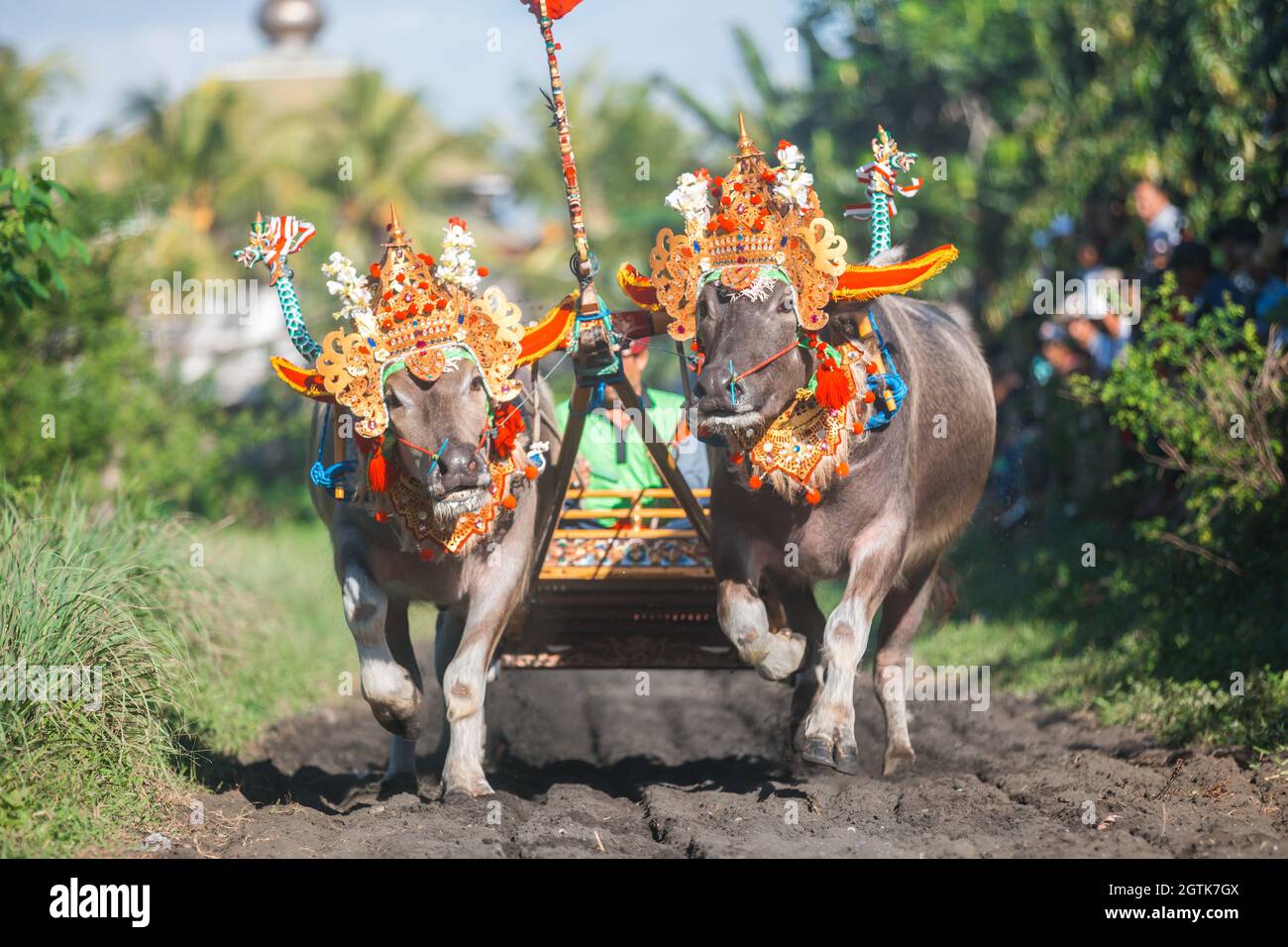 Bull race hi-res stock photography and images - Alamy