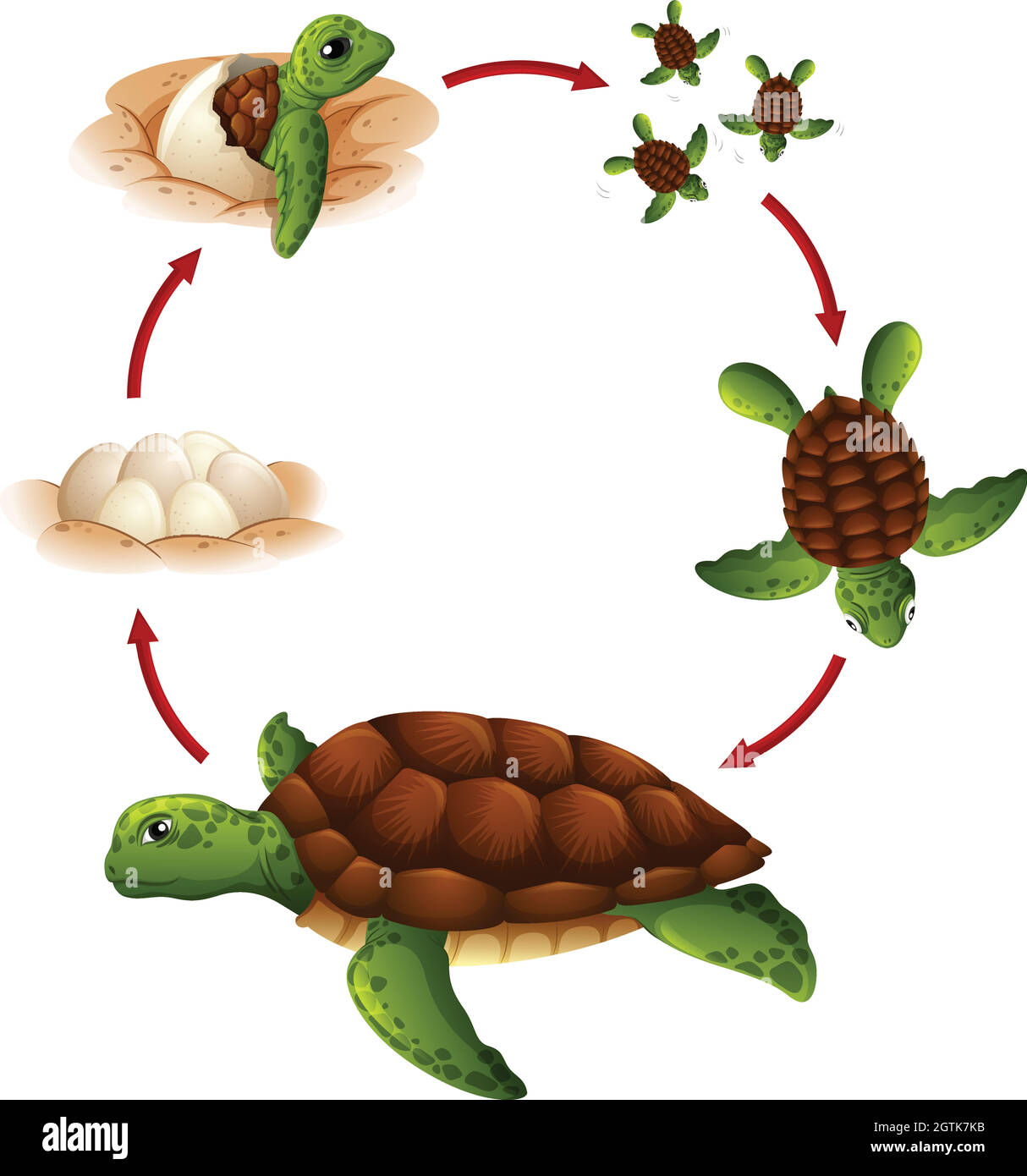 Life cycle of turtle Stock Vector Image & Art - Alamy