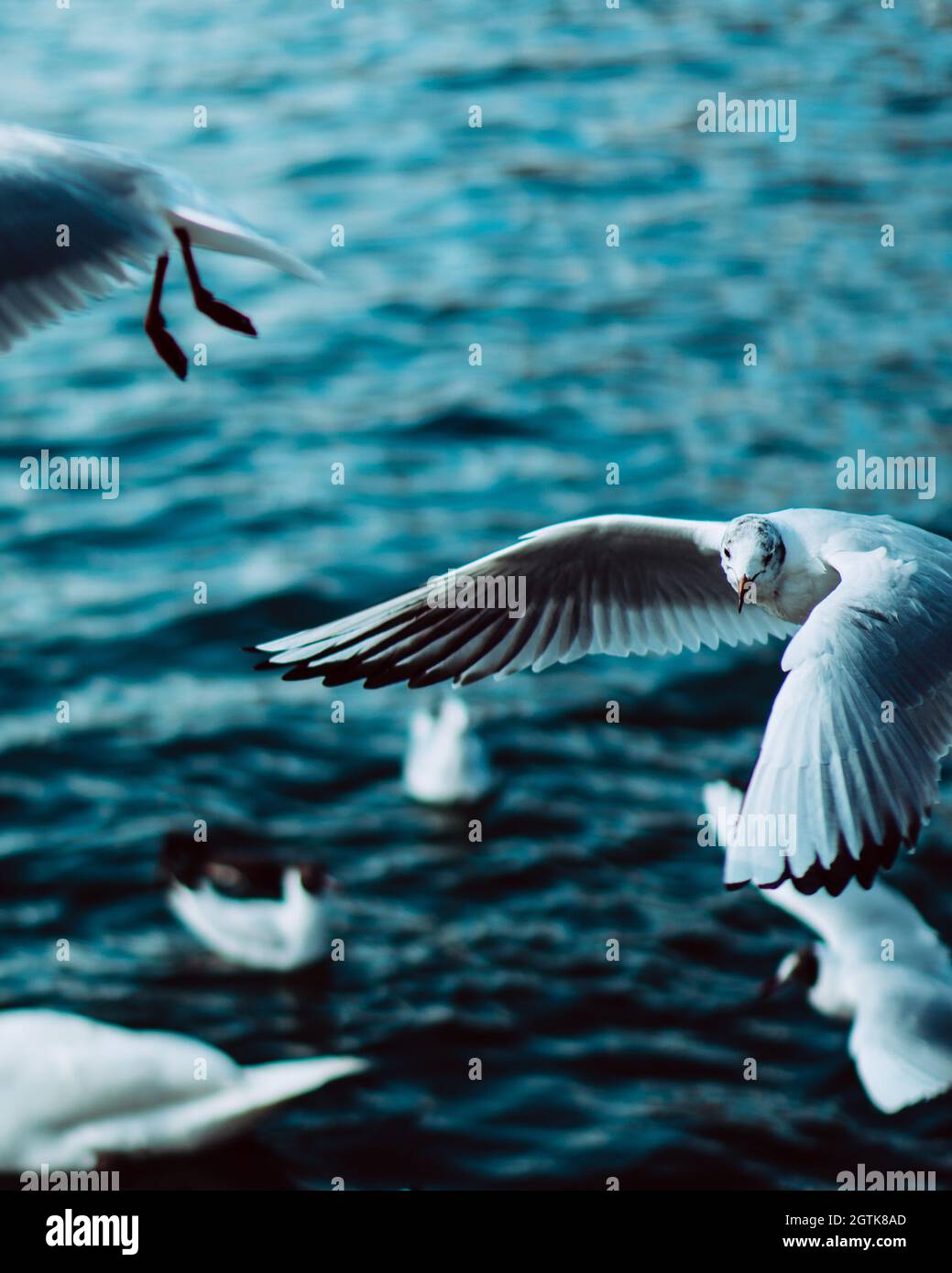 Flock of gulls flying over the sea Stock Photo - Alamy