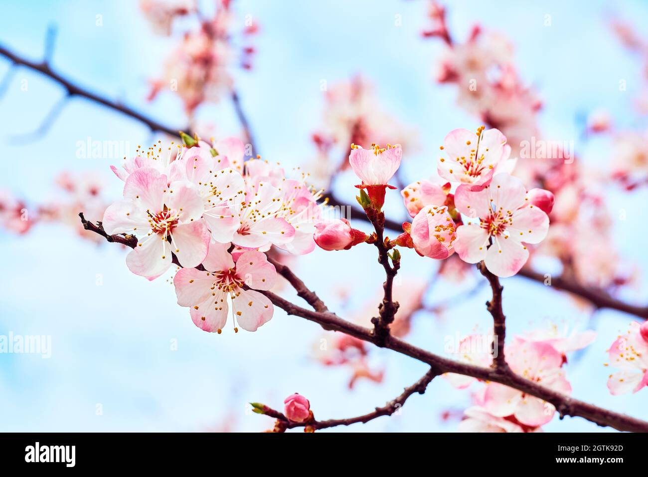 Beautiful red spring flowers against the blue sky Stock Photo - Alamy
