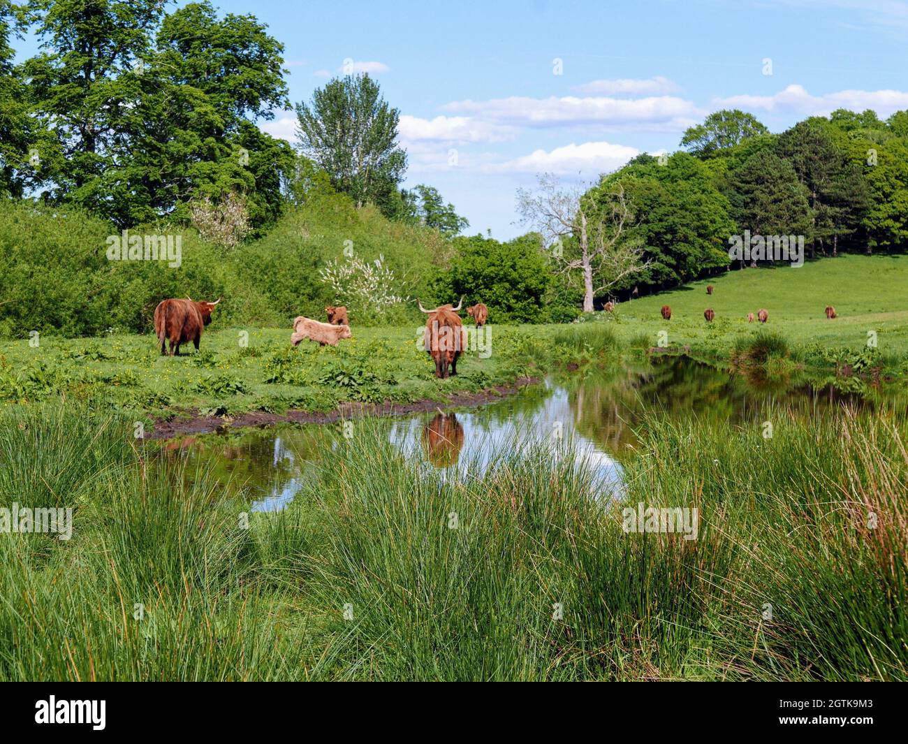Pollock park cows glasgow hi-res stock photography and images - Alamy