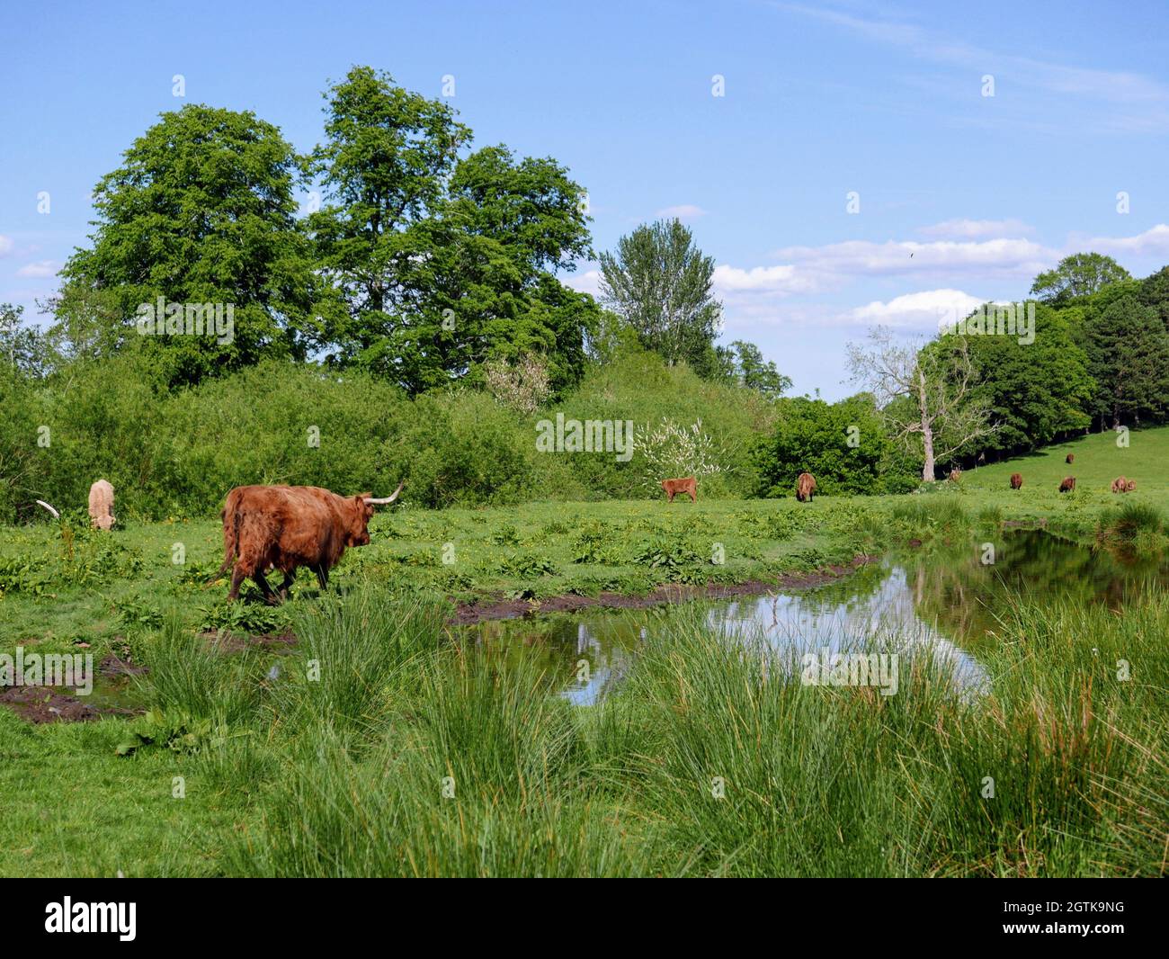 Pollock park cows glasgow hi-res stock photography and images - Alamy