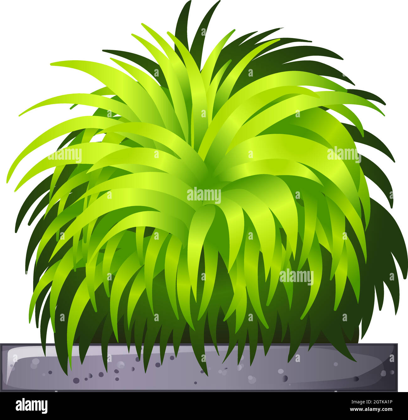 A Decorative Plant Stock Vector Image Art Alamy a-decorative-plant-stock-vector-image-art-alamy