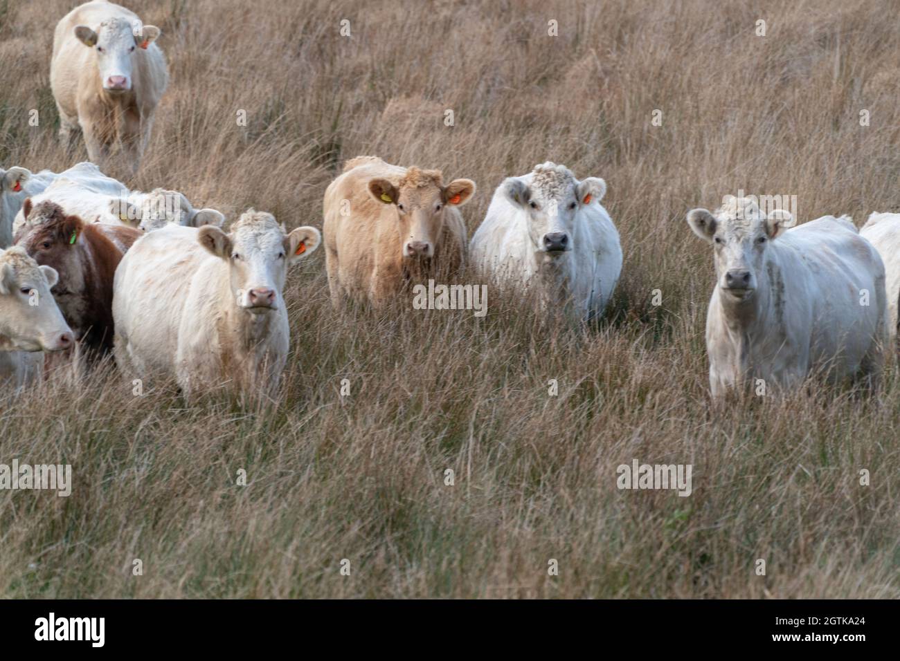 herd of cows Stock Photo - Alamy