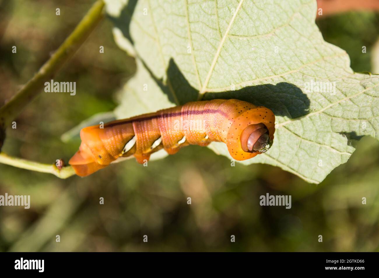 Pandorus sphinx moth larva hi-res stock photography and images - Alamy