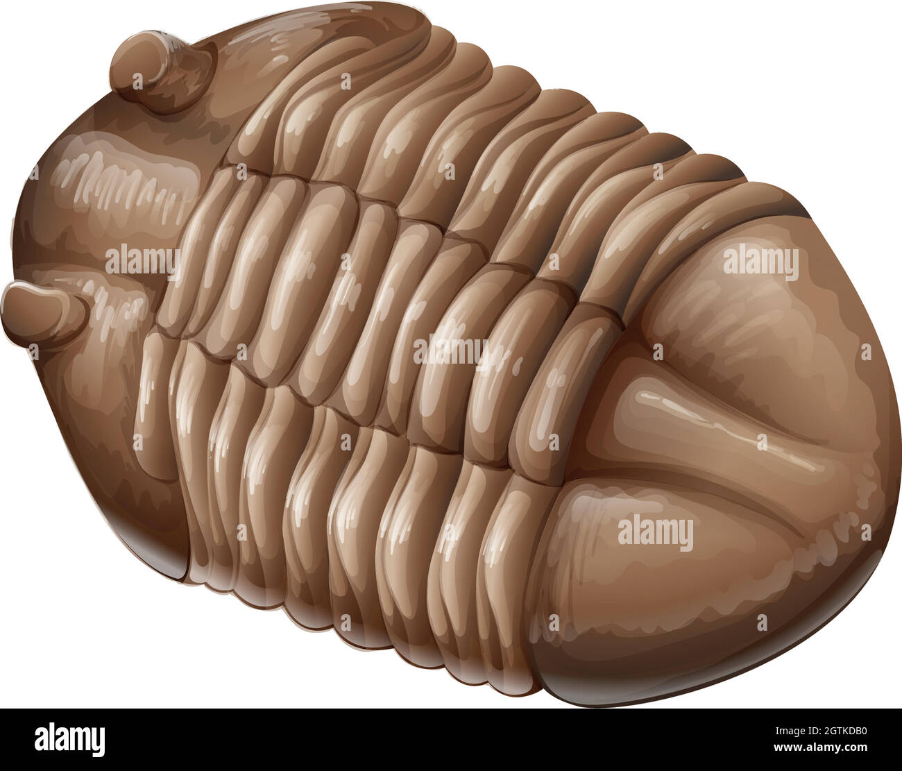 Fossilized exoskeleton Stock Vector Images - Alamy