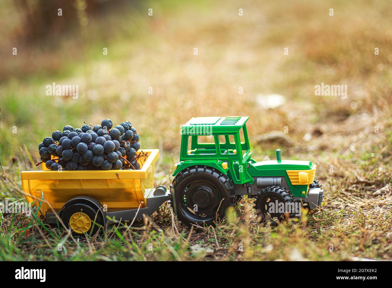 green toy tractor with trailer carries black ripe grapes. Harvesting ...