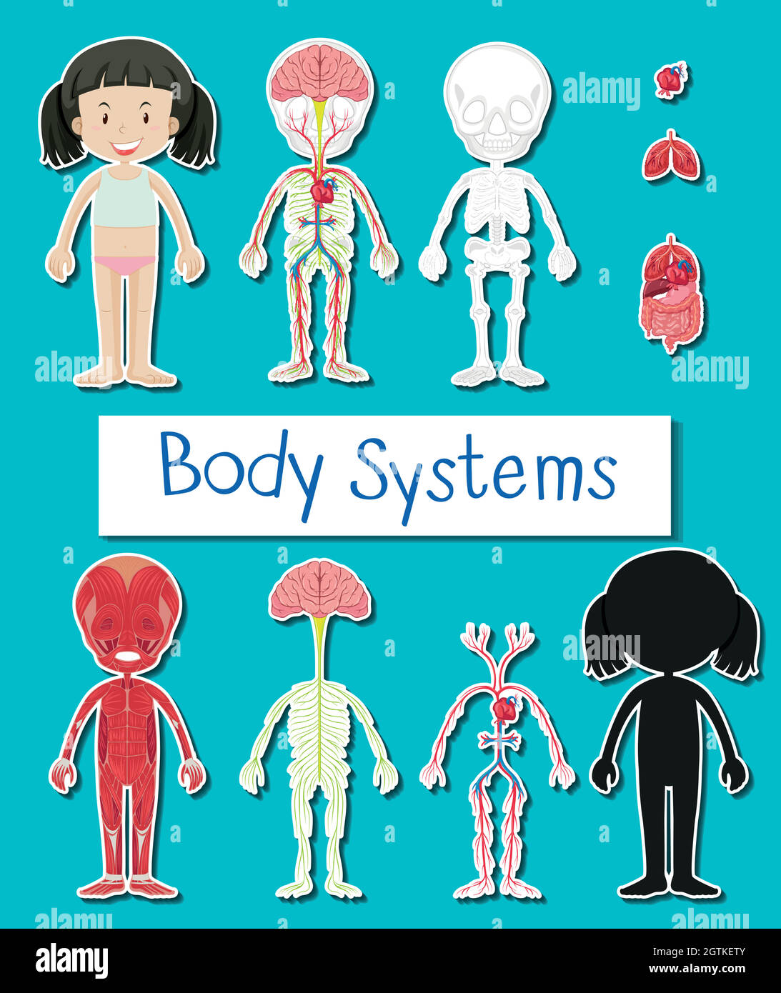 Human body diagram graphic hi-res stock photography and images - Alamy