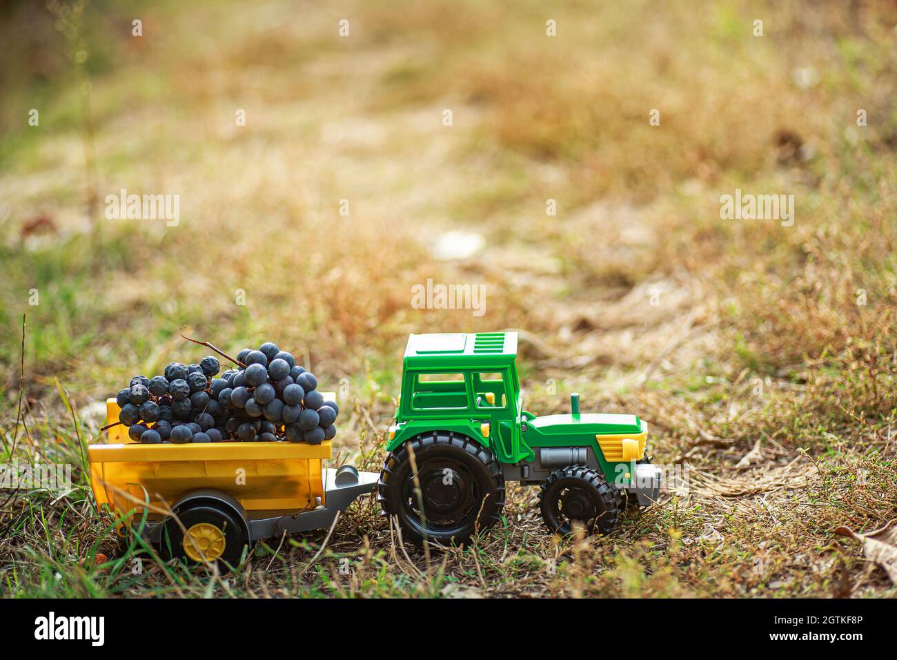 green toy tractor with trailer carries black ripe grapes. Harvesting ...