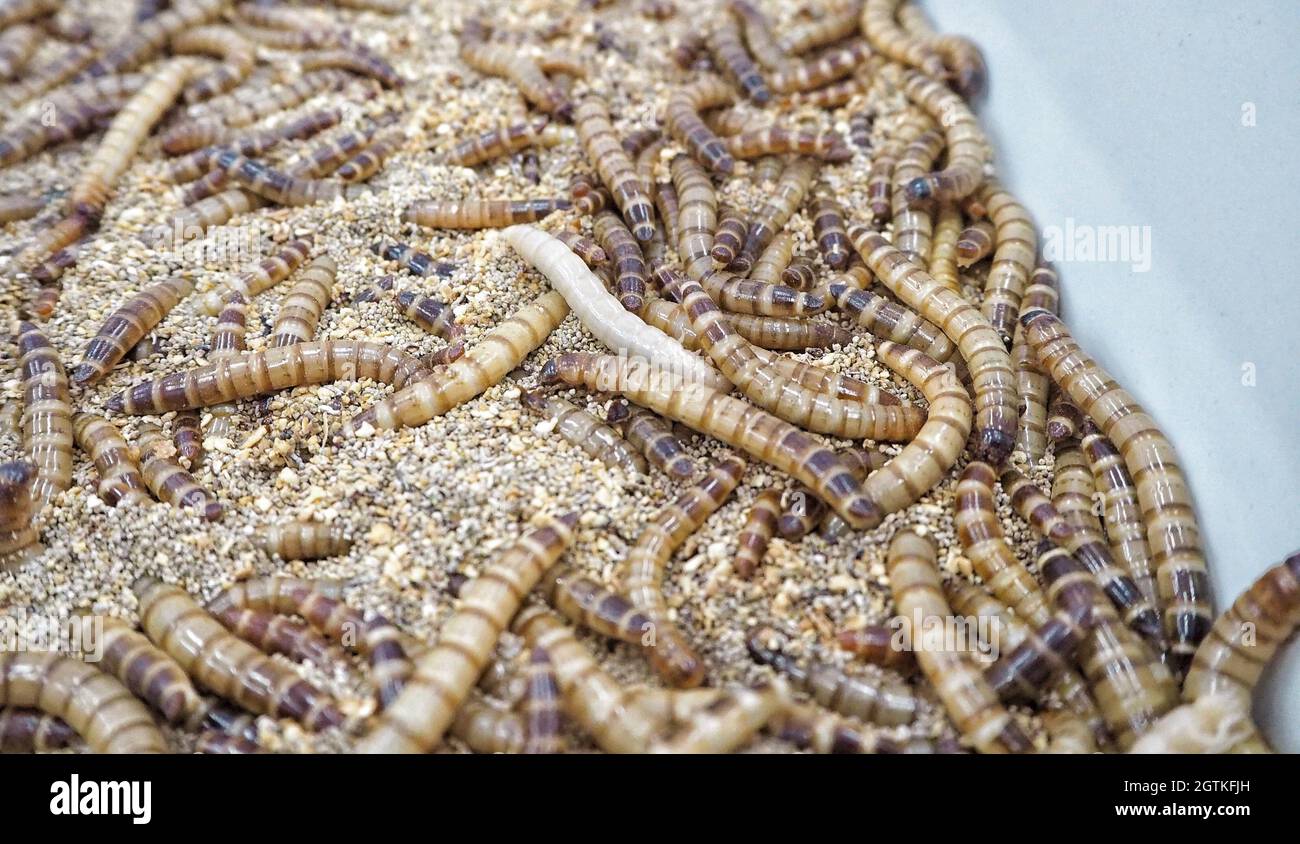 Large worm shell hi-res stock photography and images - Alamy