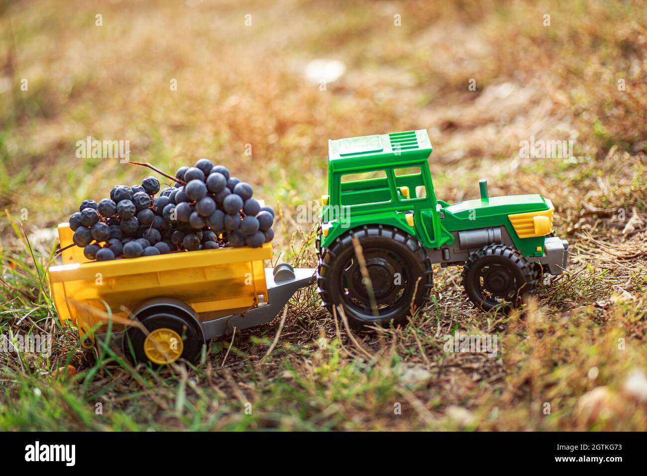 green toy tractor with trailer carries black ripe grapes. Harvesting ...