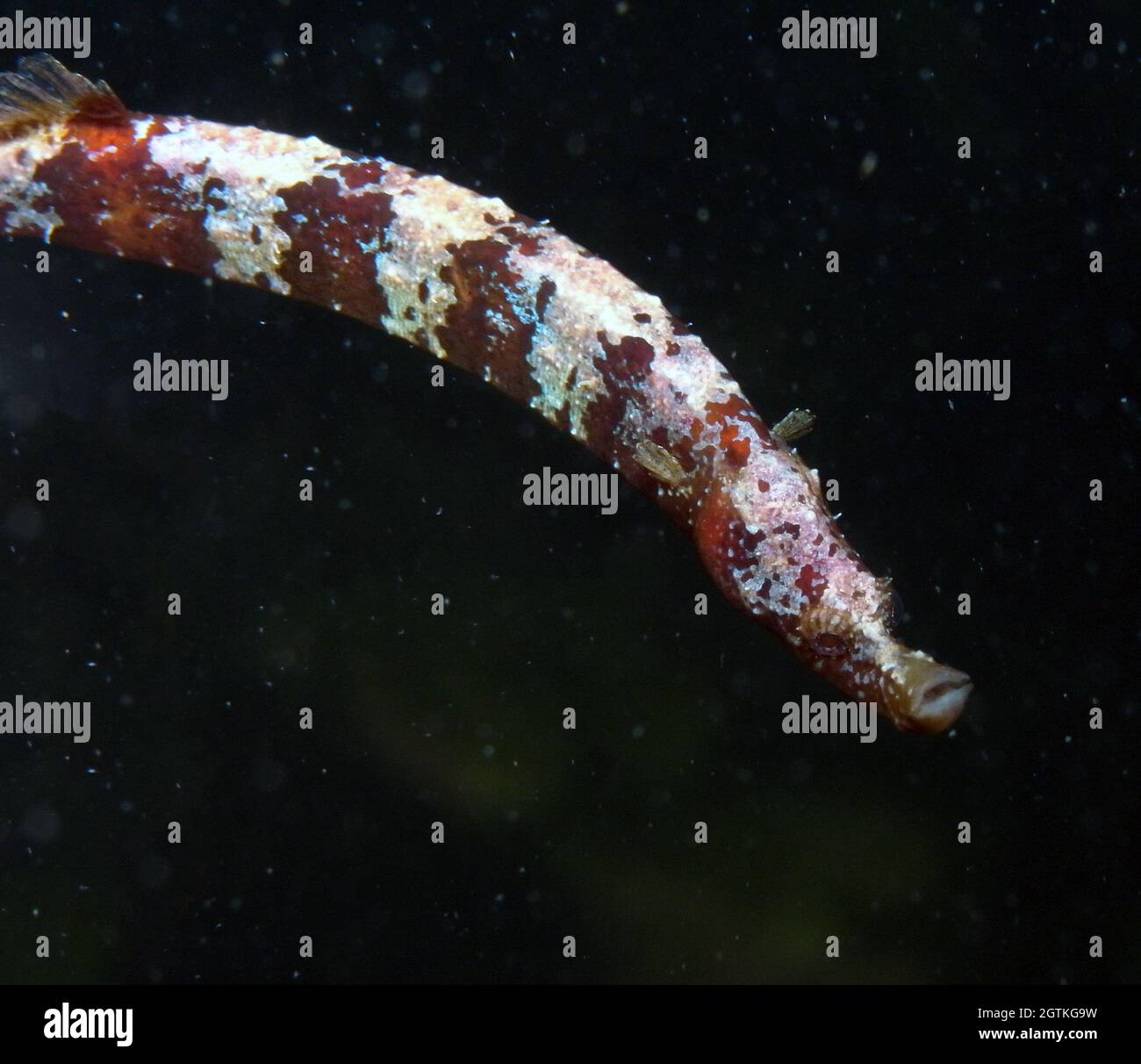 Black striped pipefish hi-res stock photography and images - Alamy