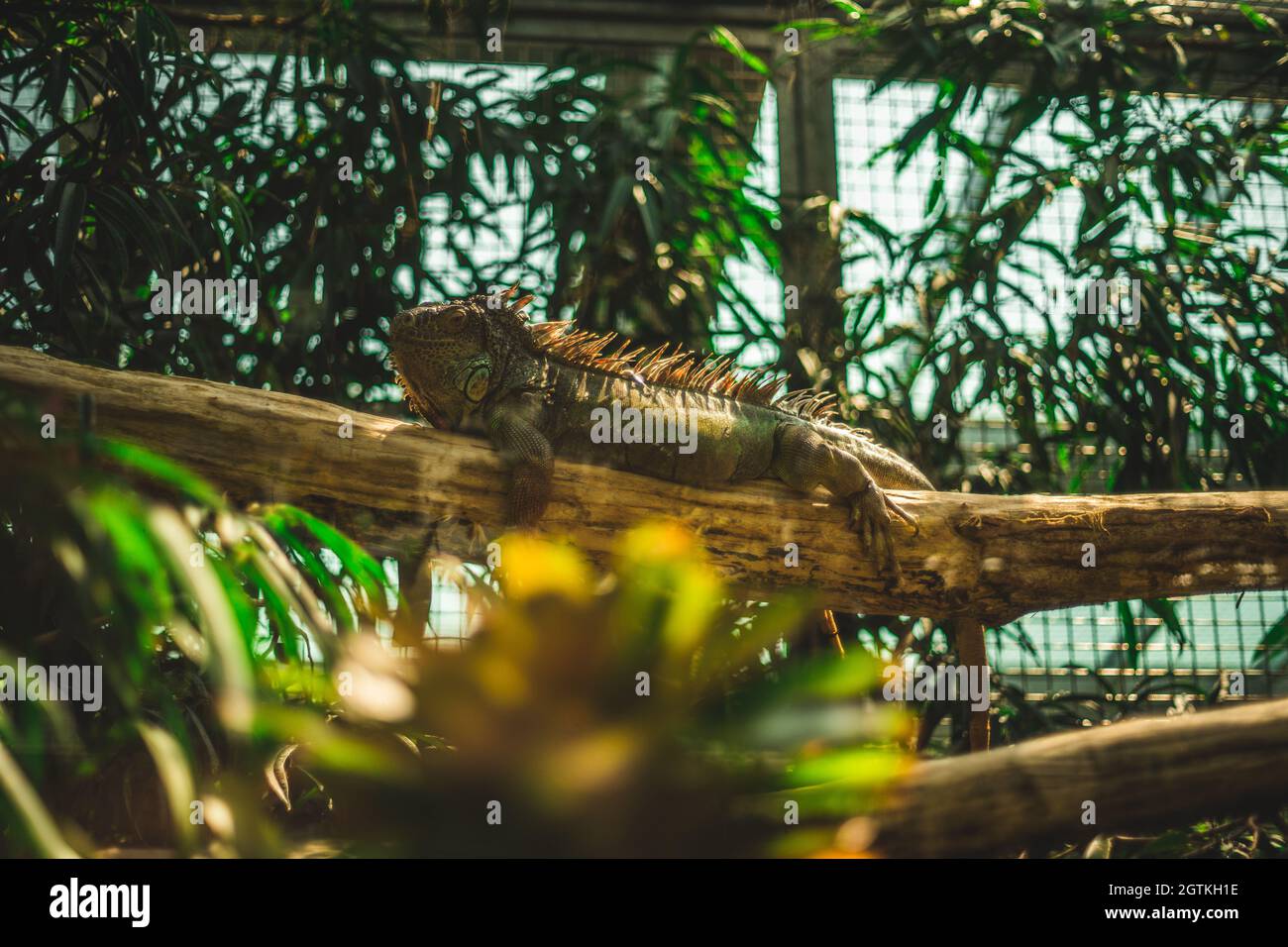 Tree snake gecko hi-res stock photography and images - Alamy