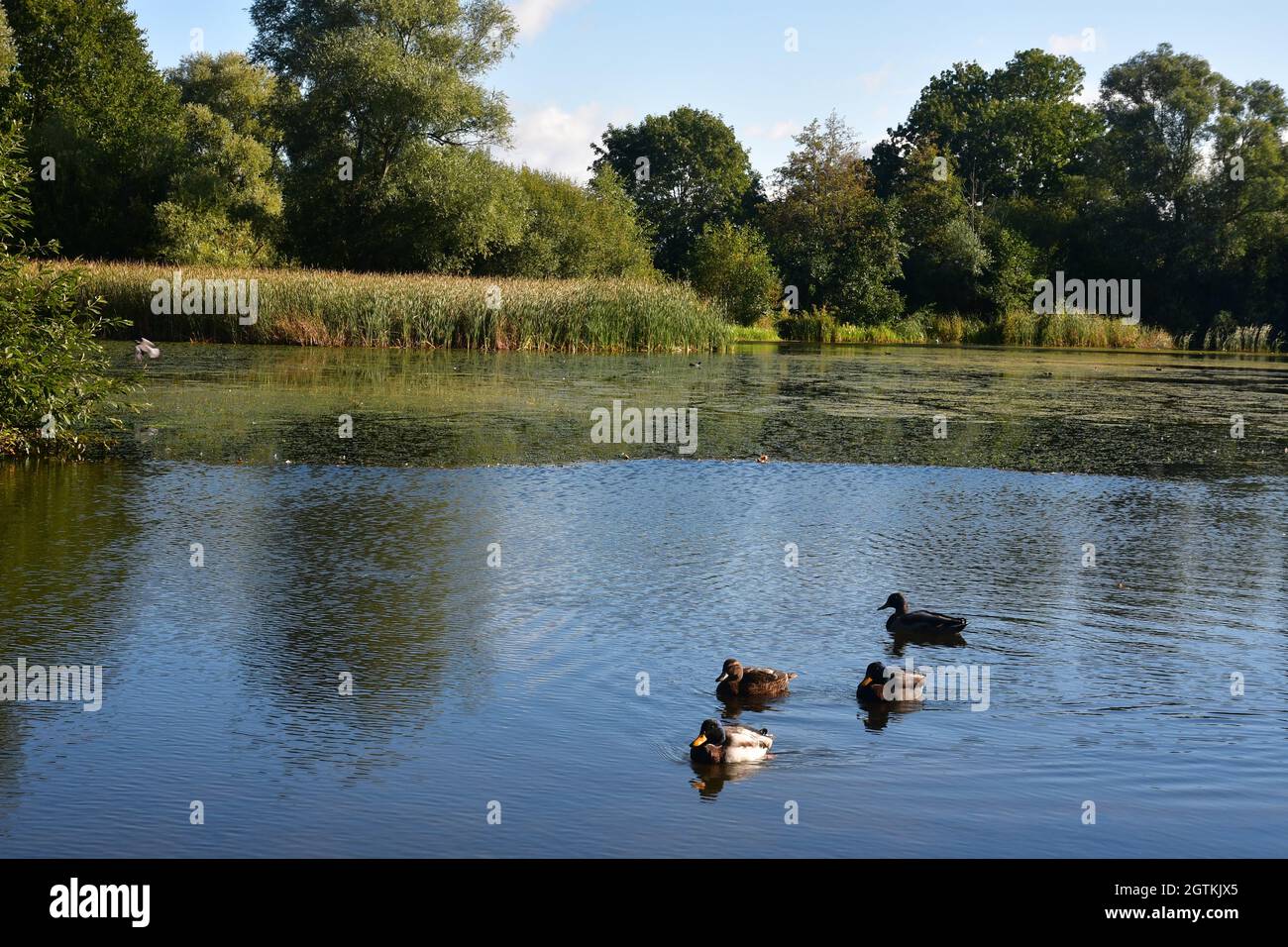 Barnwell Country Park, Barnwell, Northamptonshire, UK Stock Photo - Alamy