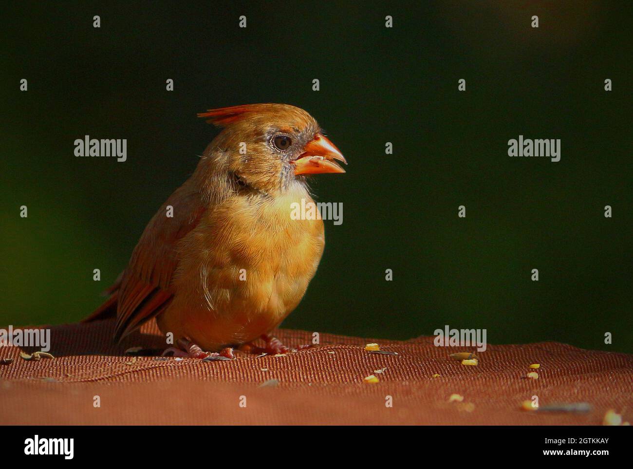 One cardinal hi-res stock photography and images - Alamy