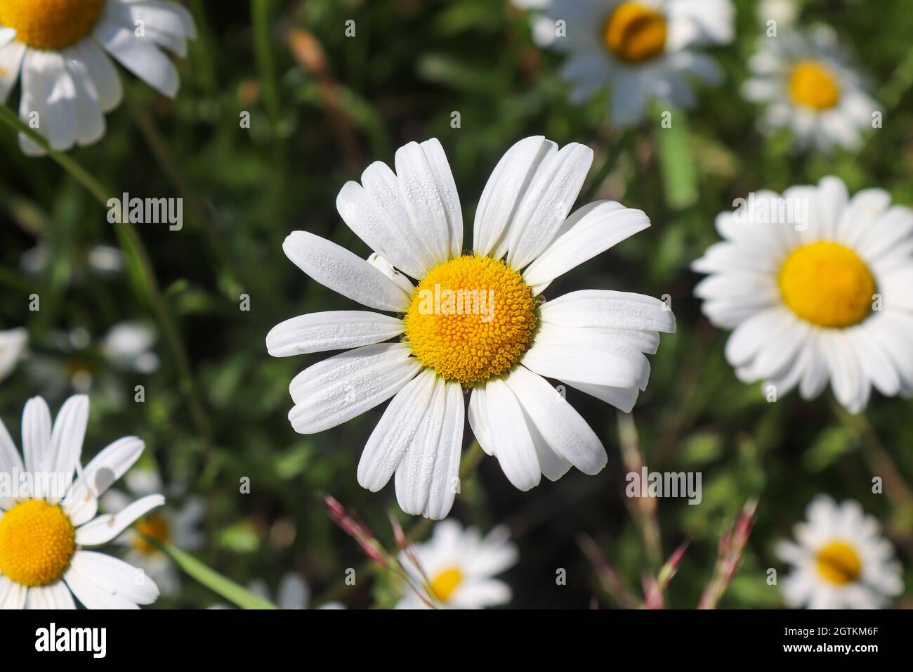Beauty meadow with daisy flowers hi-res stock photography and images ...