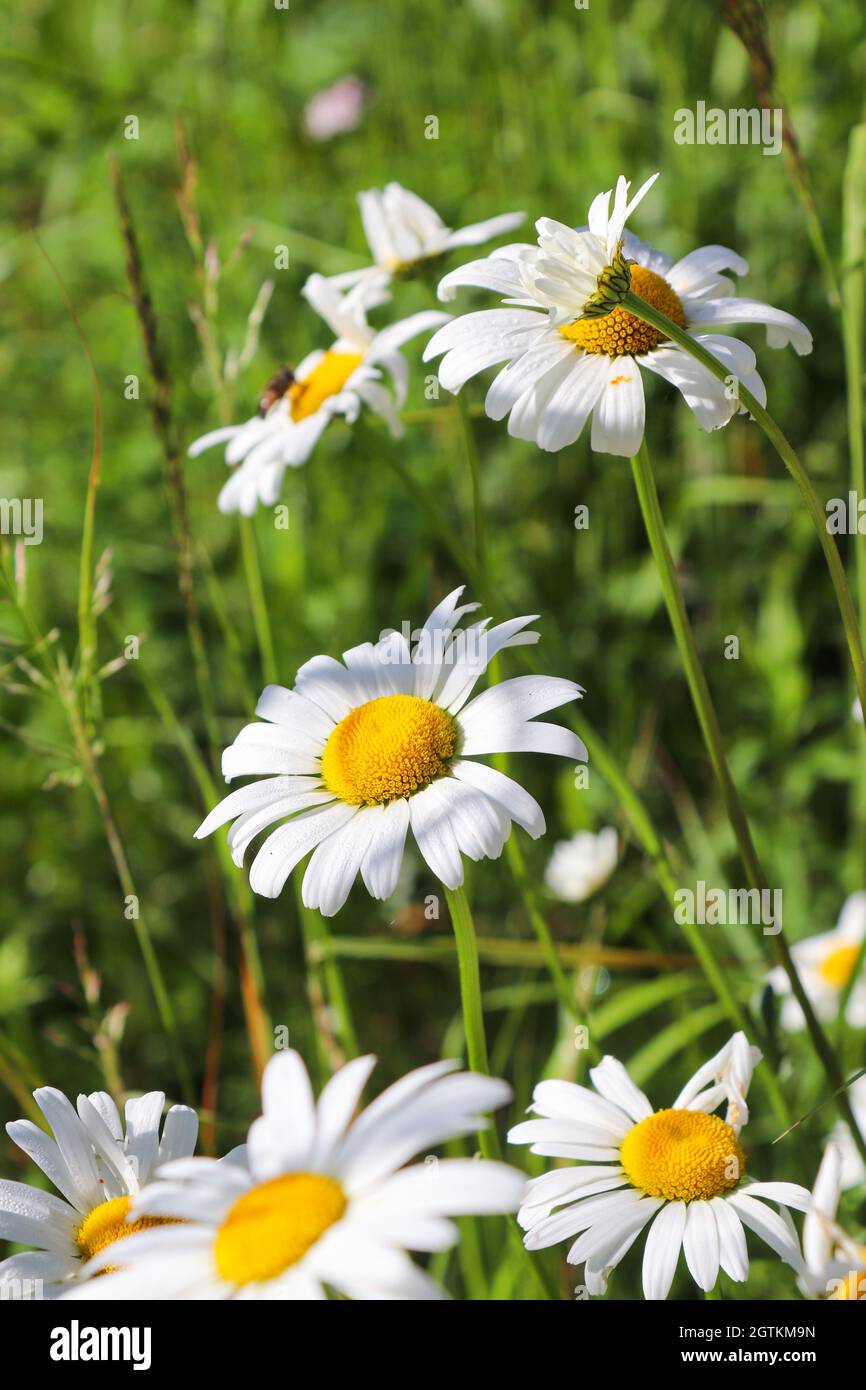 Beauty meadow with daisy flowers hi-res stock photography and images ...