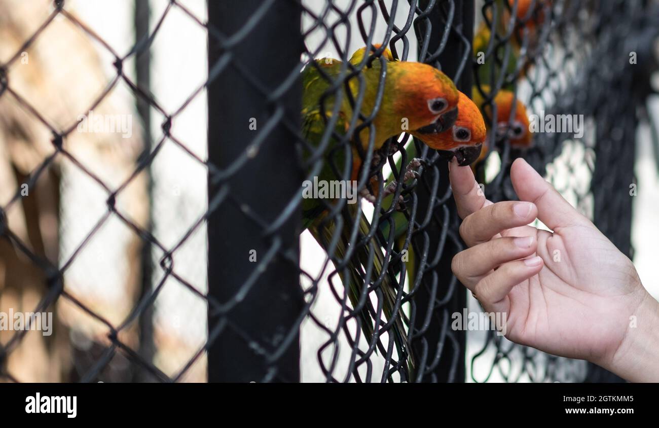 Person Holding Bird Cage High Resolution Stock Photography and Images ...