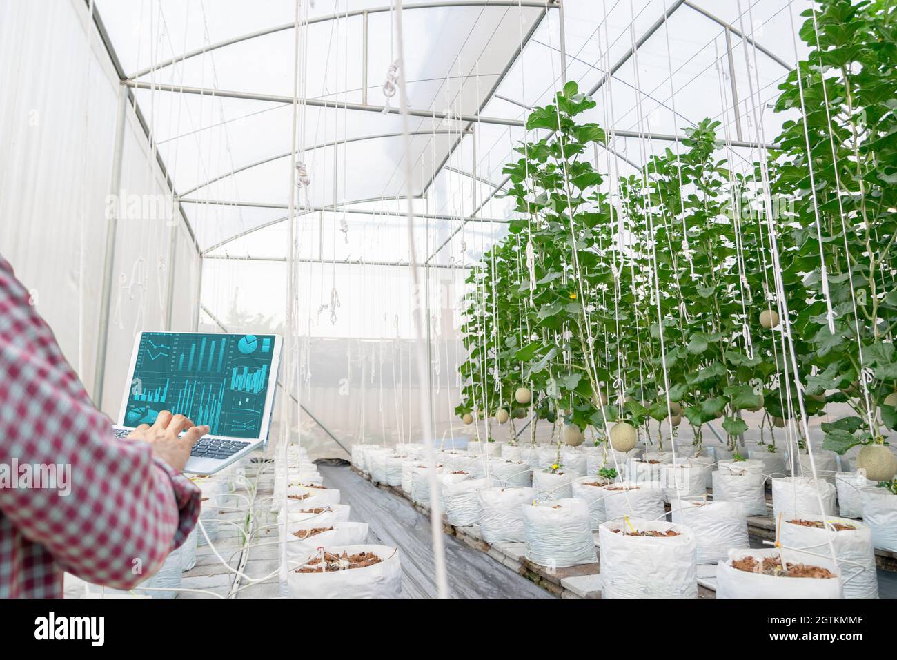 Greenhouse crop inspection hi-res stock photography and images - Alamy