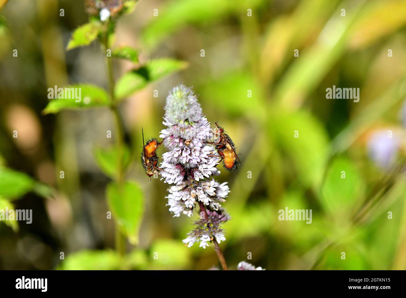 Drone Flies On A Flower Of A Peppermint In Summer In Germany Stock ...