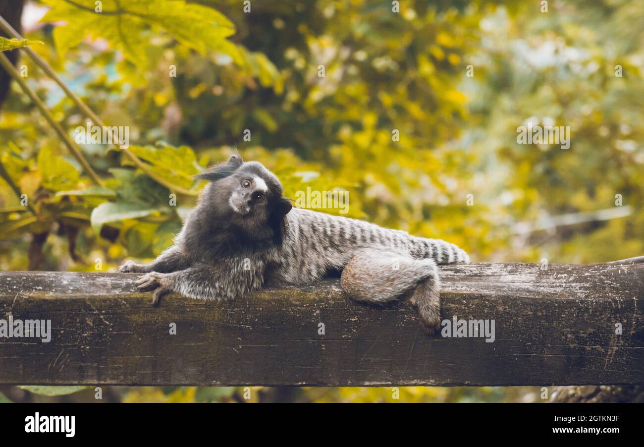 Monkey chilling hi-res stock photography and images - Alamy