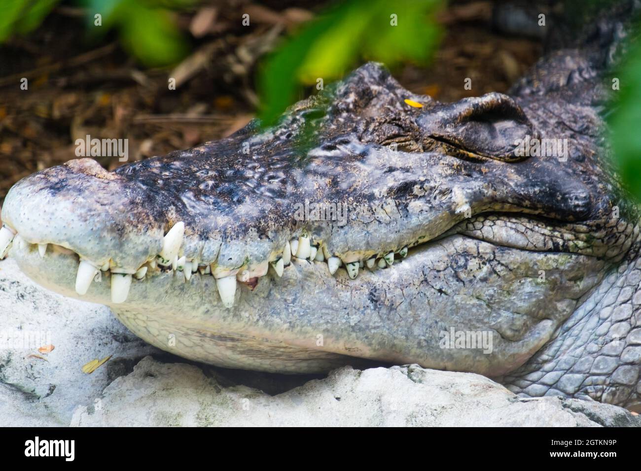 Crocodile mouth open bangkok, thailand hi-res stock photography and ...