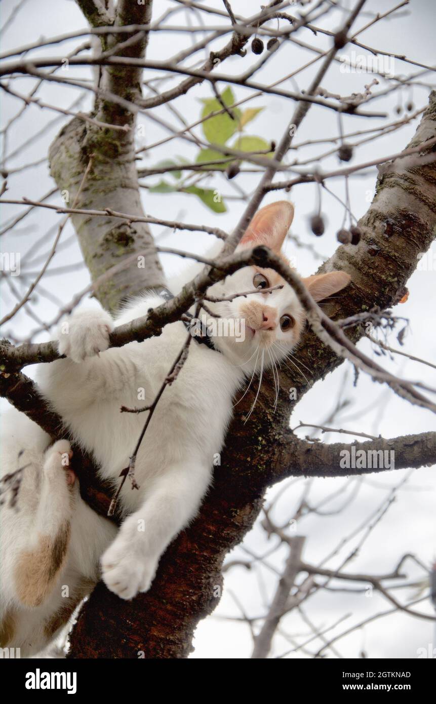 Domestic Cat Cherry Tree High Resolution Stock Photography and Images ...