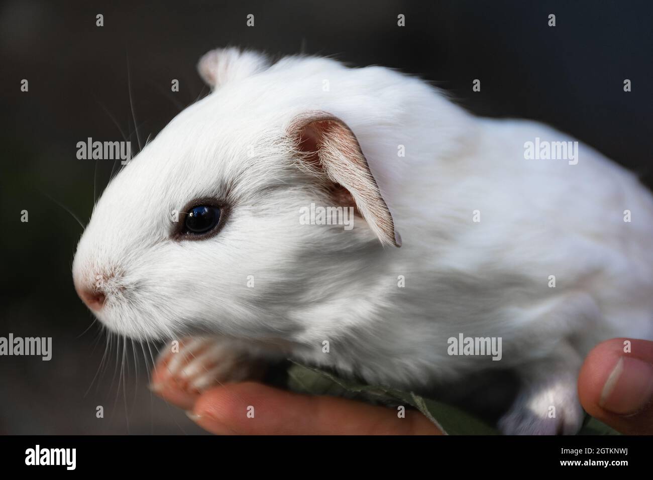 Cuy colombia hi-res stock photography and images - Alamy