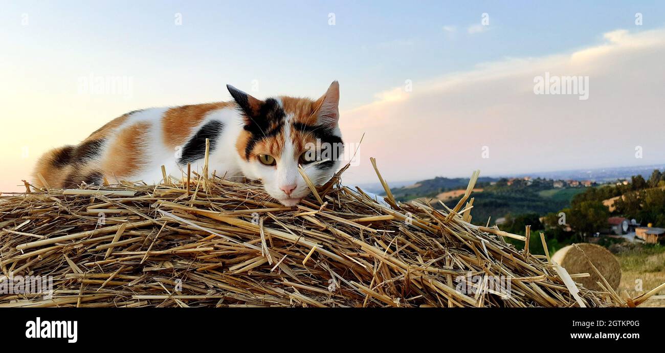 Rolled up cat hi-res stock photography and images - Alamy