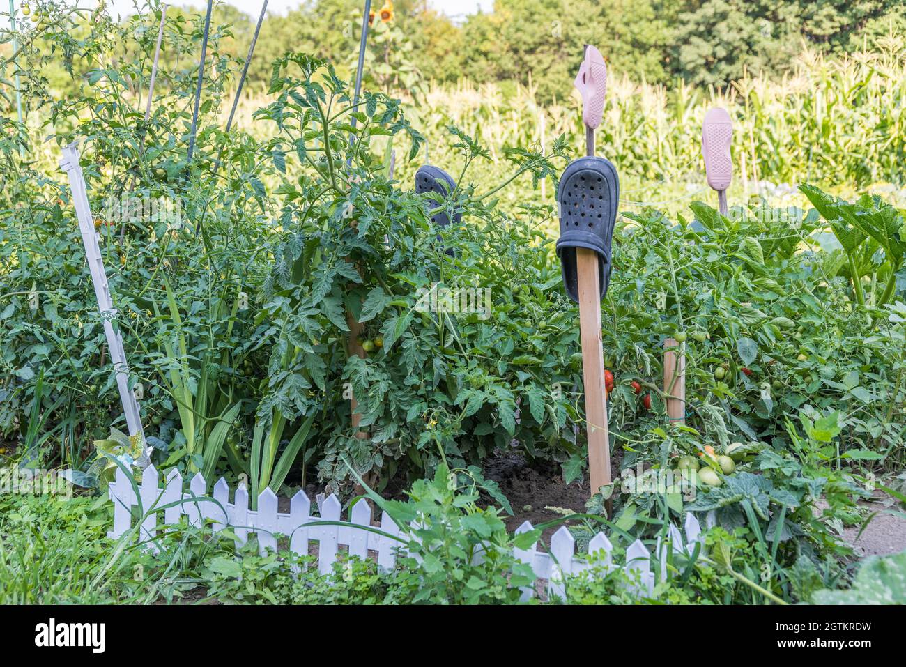 Small Allotment Garden Planted With Tomatoes - Plot As A Garden Stock ...