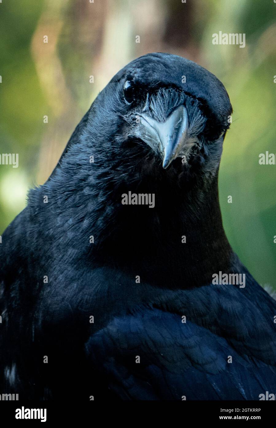 Raven staring hi-res stock photography and images - Alamy