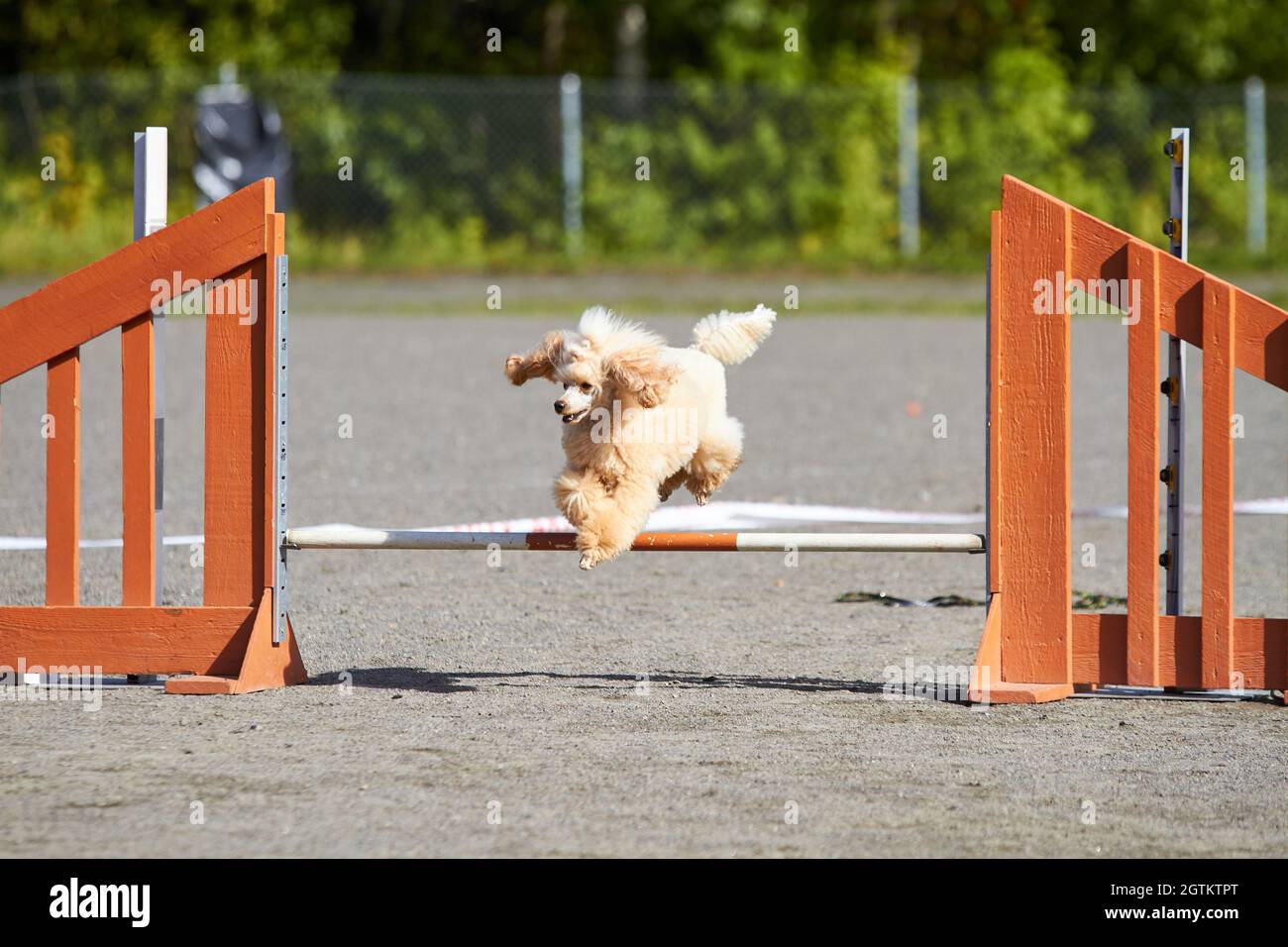 Are Poodles Good At Agility