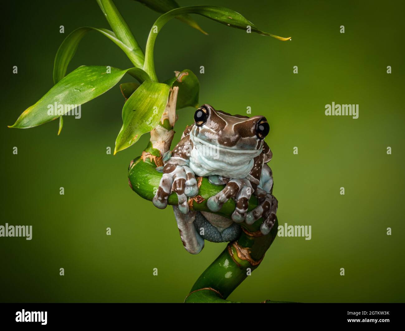 Amazon milk frogs hi-res stock photography and images - Alamy