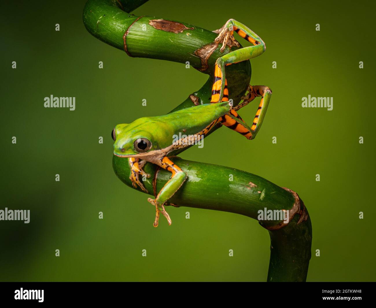 Tiger legged tree frog hi-res stock photography and images - Alamy