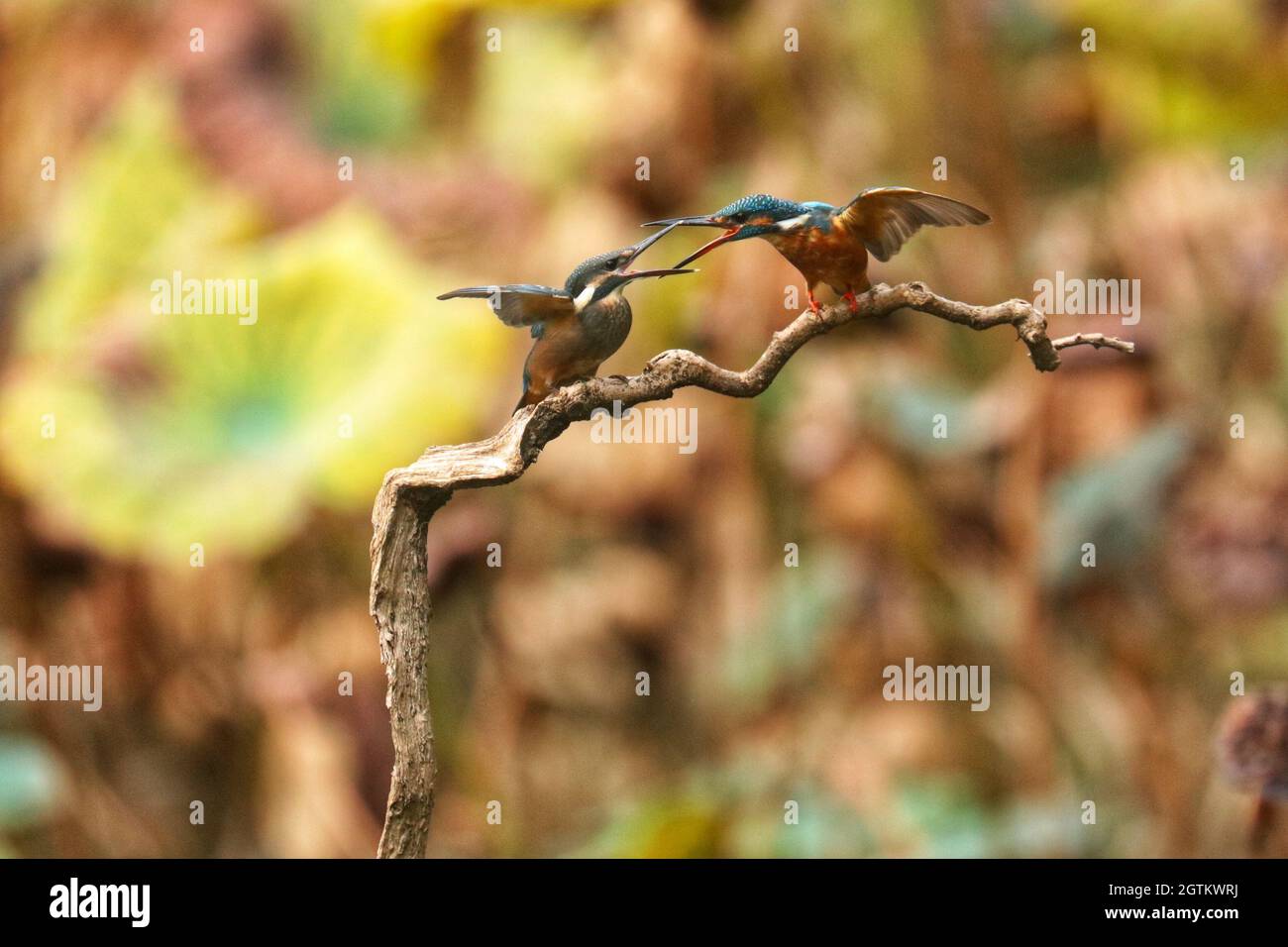 Two birds fighting hi-res stock photography and images - Alamy